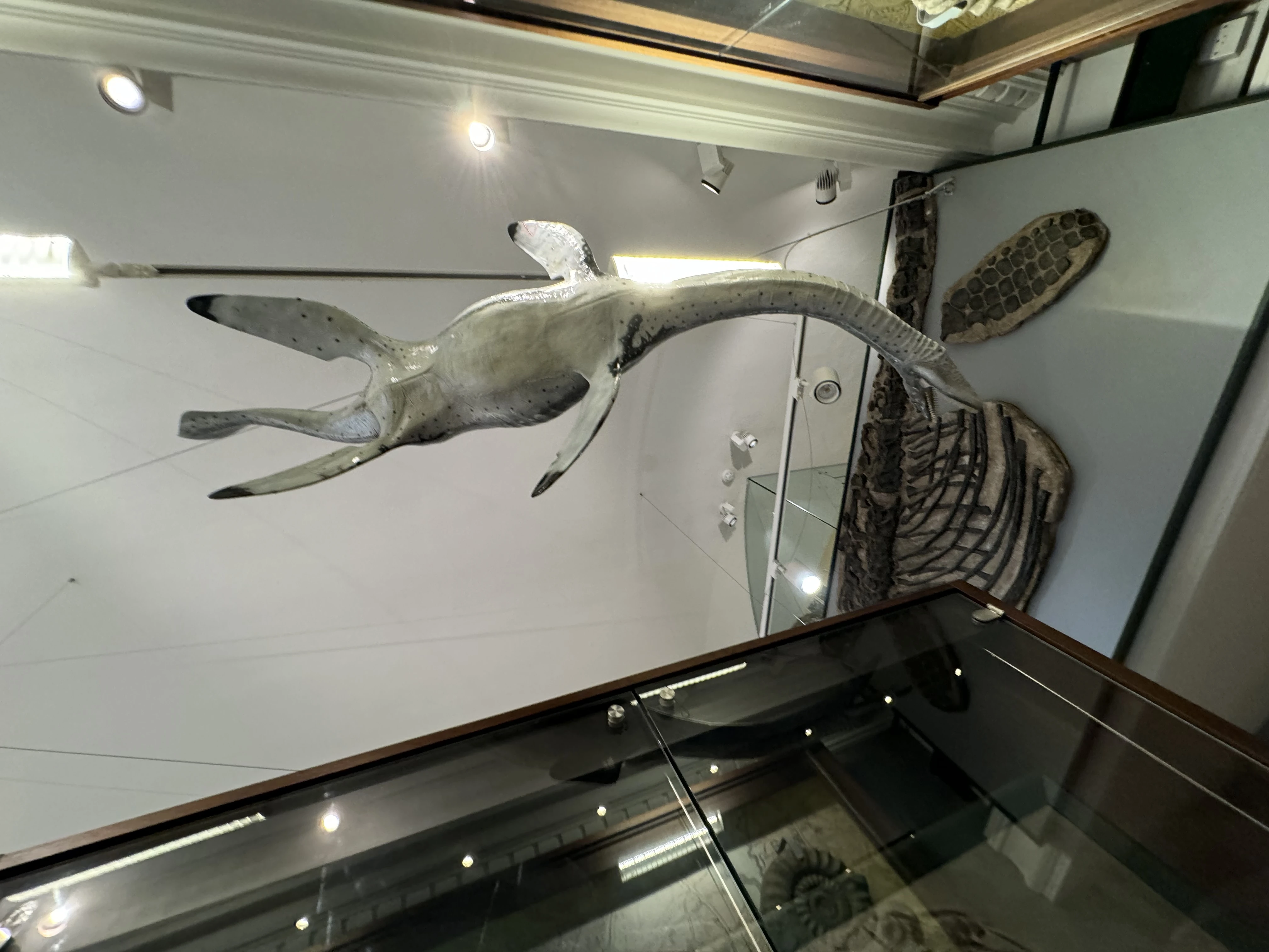 How accurate is this plesiosaur model? | Fandom