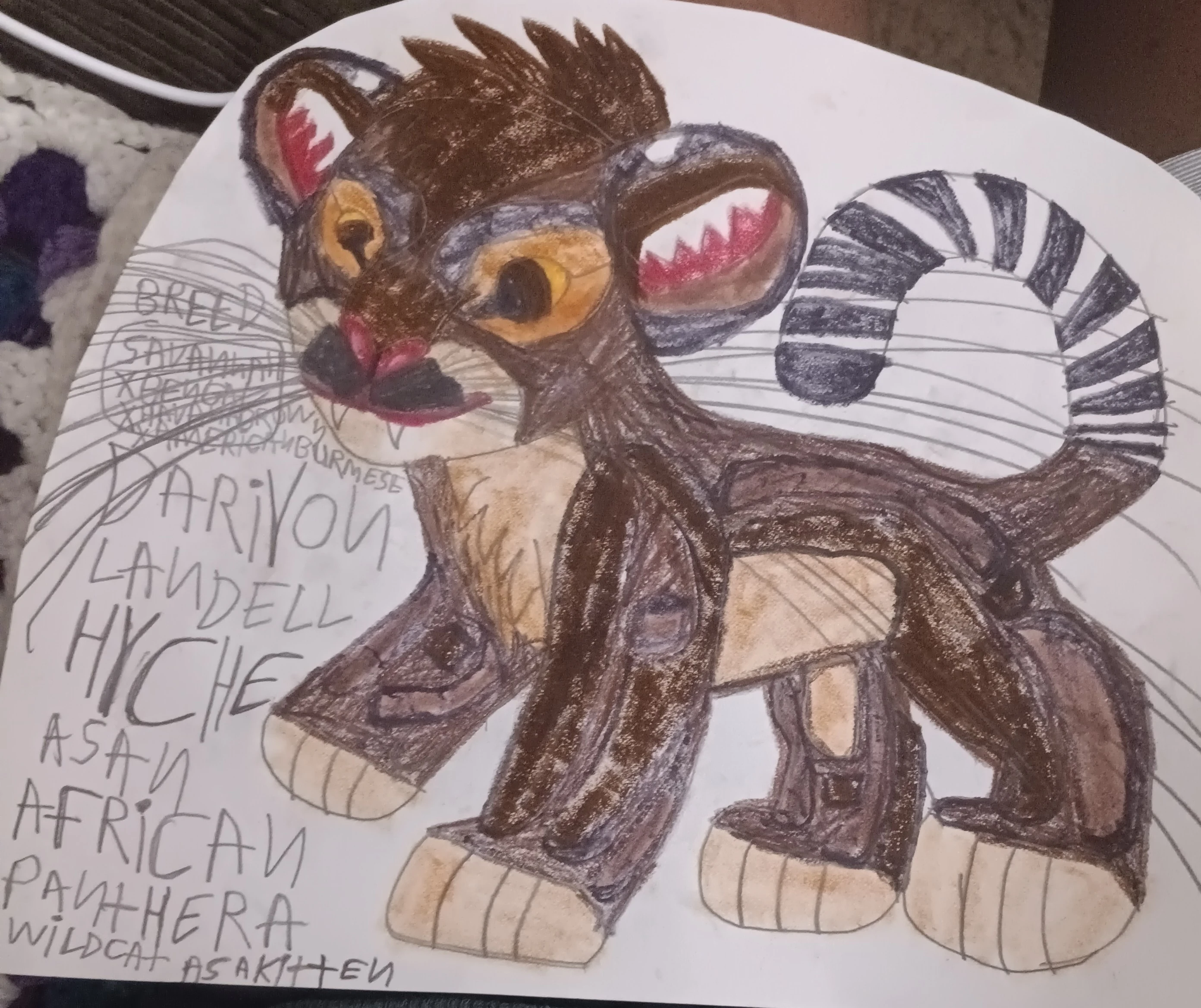 Me(Dariyon Hyche) as a Savannah X Clouded Bengal x Havana Brown X American Burmese As a Cub | Fandom