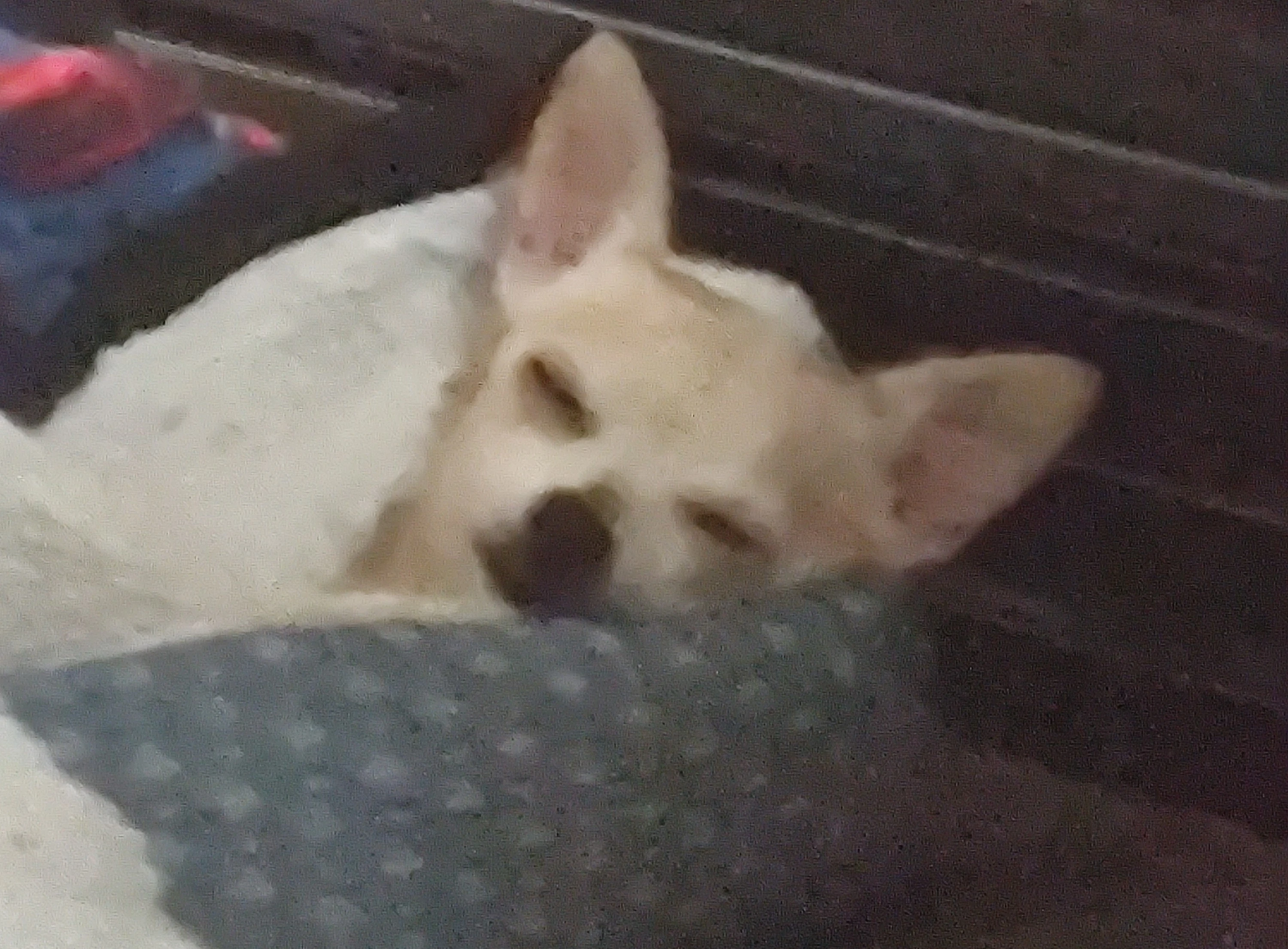 Offering gosk for lux | Fandom