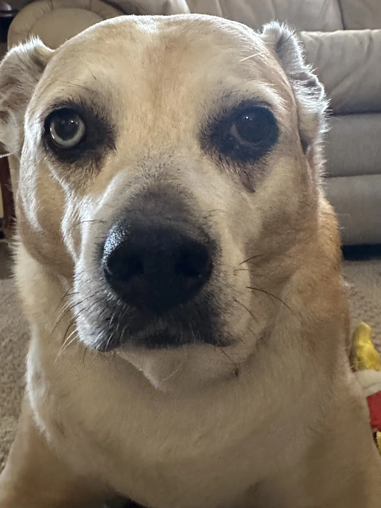 My uncle’s dog :) | Fandom