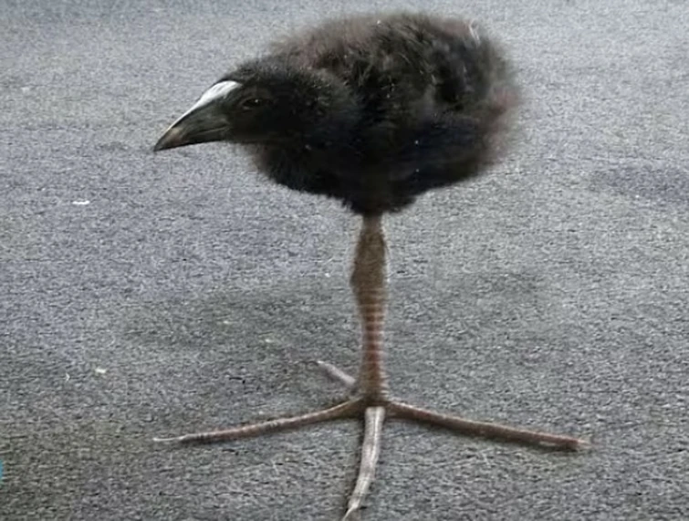 Birb | Fandom