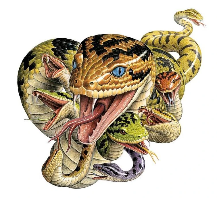 Discuss Everything About Weird n' Wild Creatures Wiki | Fandom