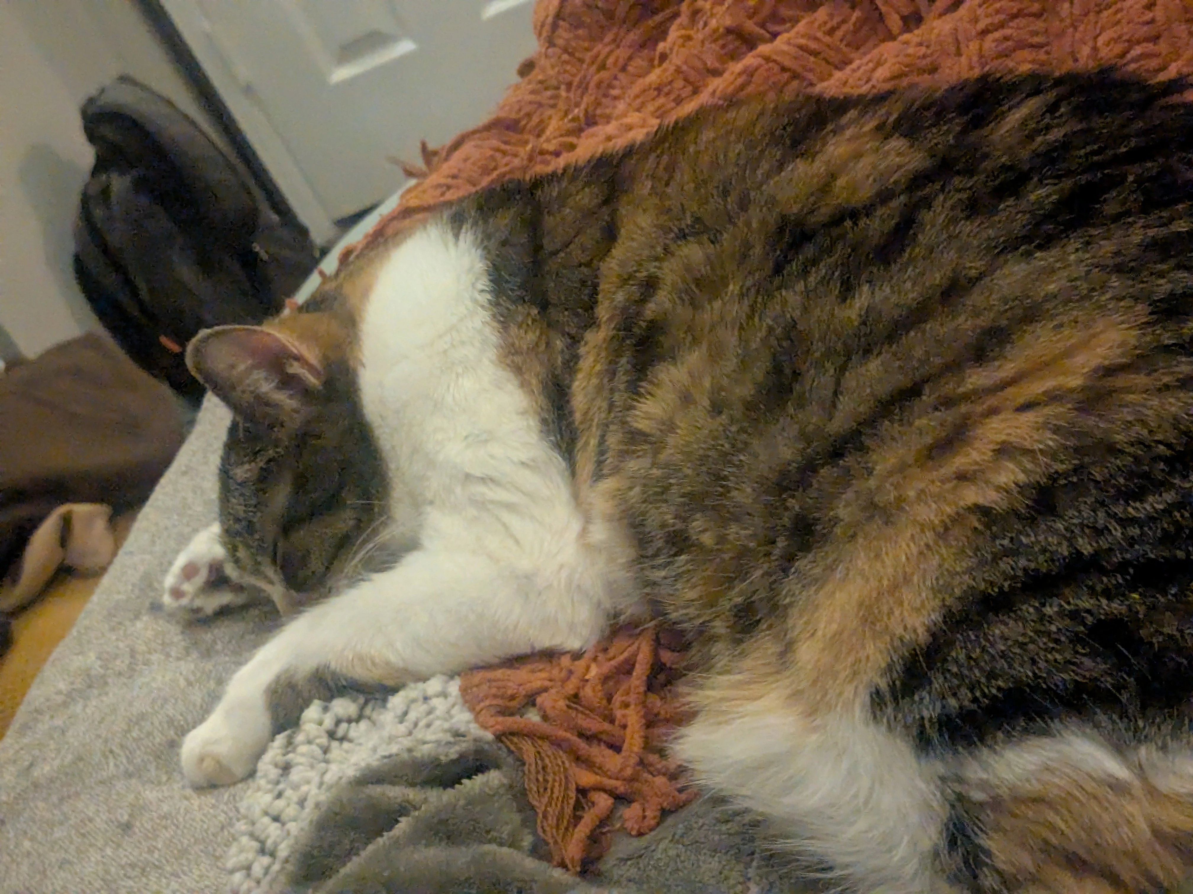 This absolute chubby | Fandom