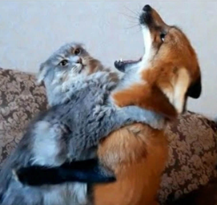 Just a fox and a cat. | Fandom