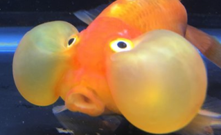 Fun wholesome fact of the day! | Fandom