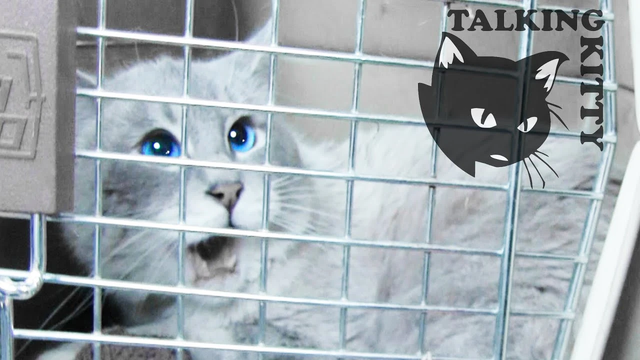 Have you guys watched talking kitty cat and no it's not children's ...
