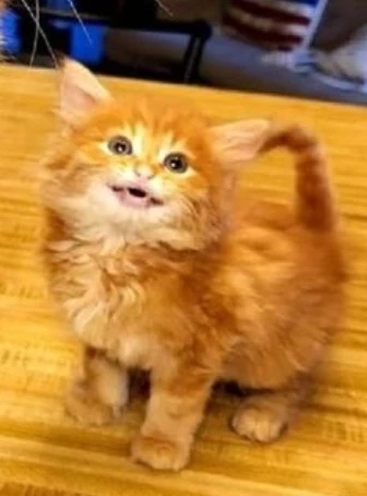 Buying Kikian! | Fandom