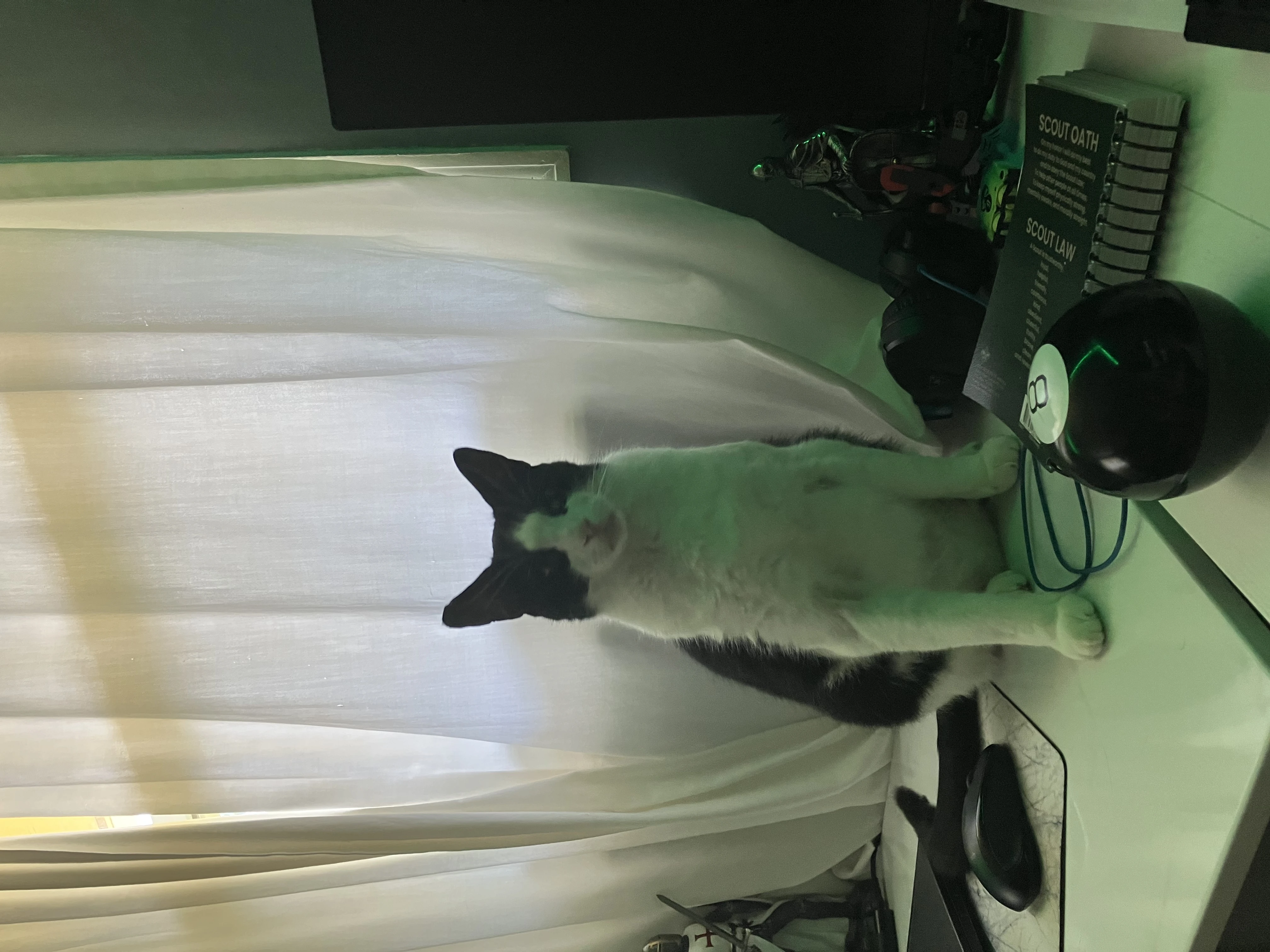 Cat on desk,Wut he gon do? | Fandom