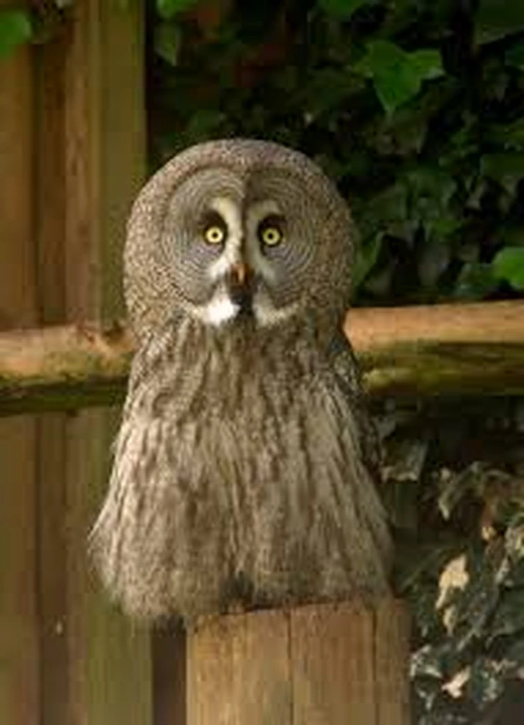 Describing myself with owls! | Fandom