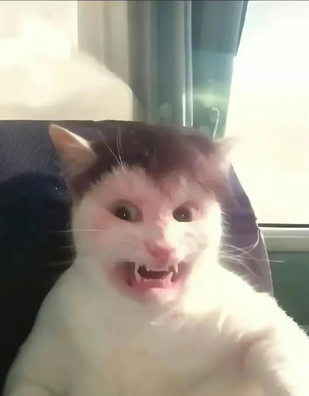 clutter funk cat. | Fandom