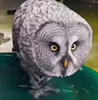 Fungus uncle here | Fandom