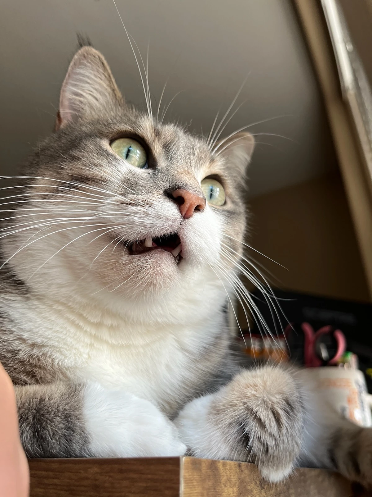 Goofy ahh cat | Fandom