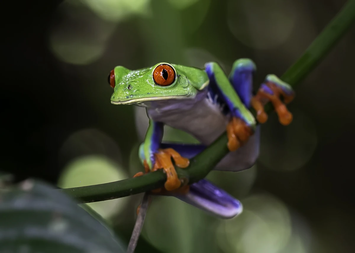 frog | Fandom