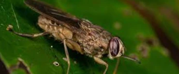 Discuss Everything About Wings of Fire Wiki | Fandom