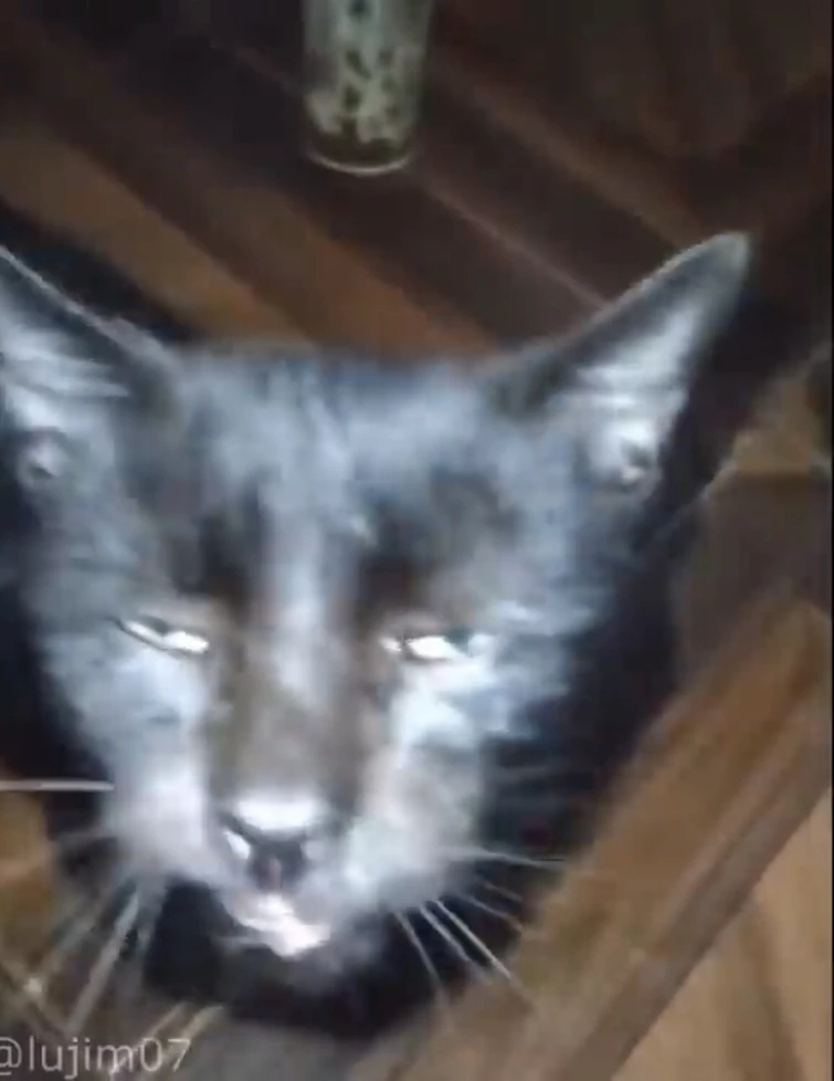 Send Funny cats | Fandom