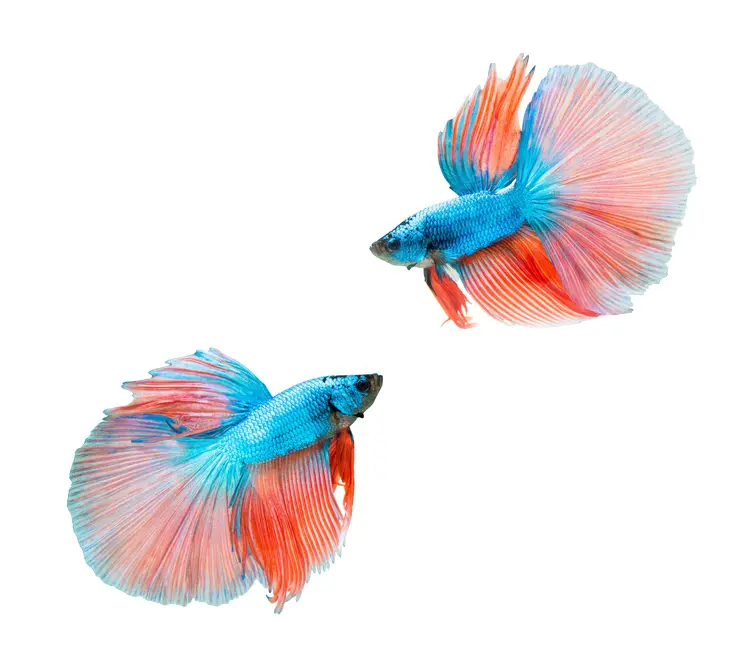 Ok so- i'm trying to draw kokomi as a fish.... | Fandom