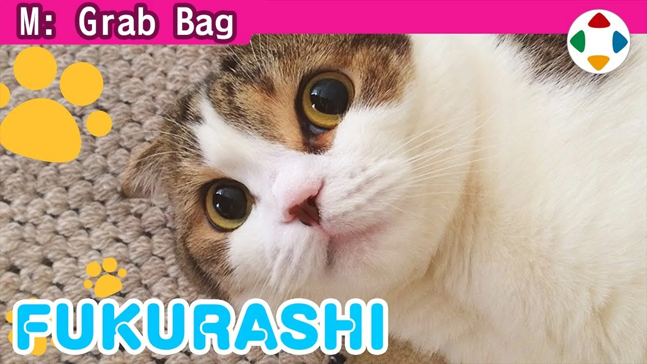 Masahiro Sakurai’s cat | Fandom