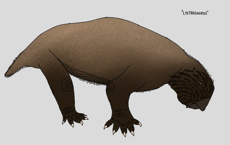 My drawing of Lysrosaurus according to the real skeleton: | Fandom