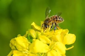 MUSTARD BEES | Fandom