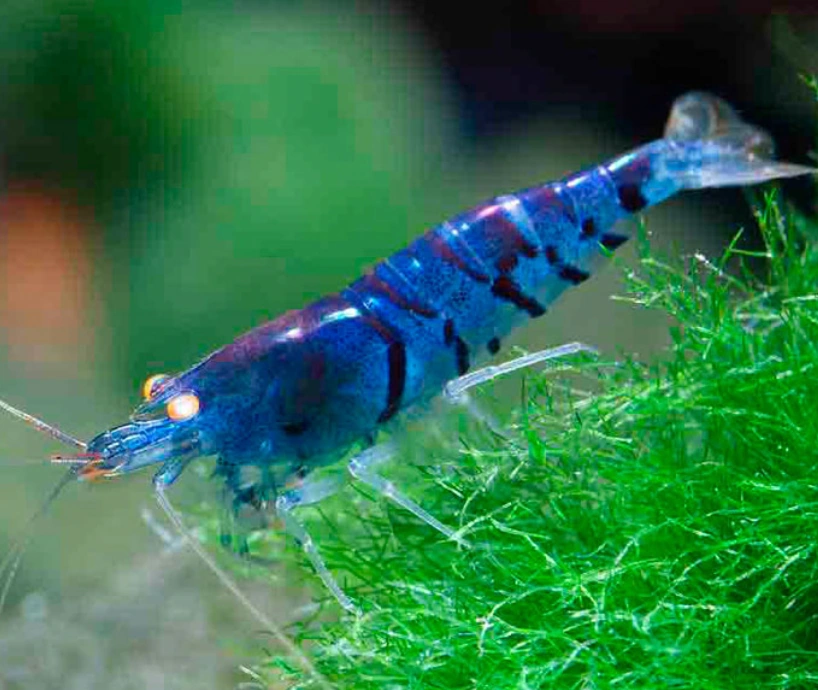 this,, might be??? polymonstrum!??? | Fandom