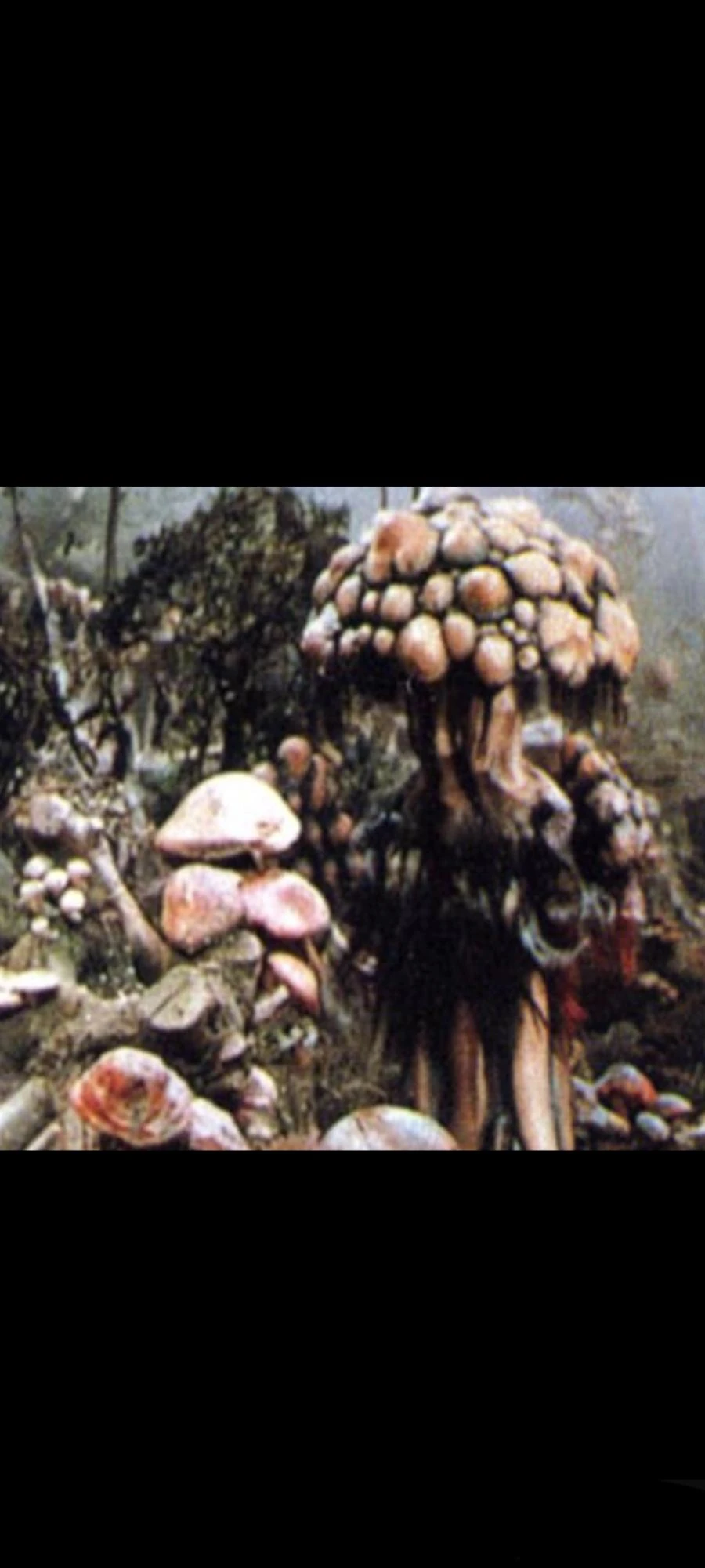 King of Infestation: Battle #8 | Fandom