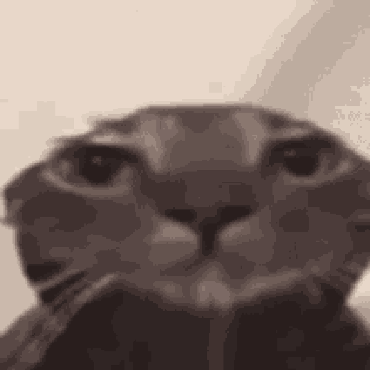 Daily Cat Meme 1 Fandom