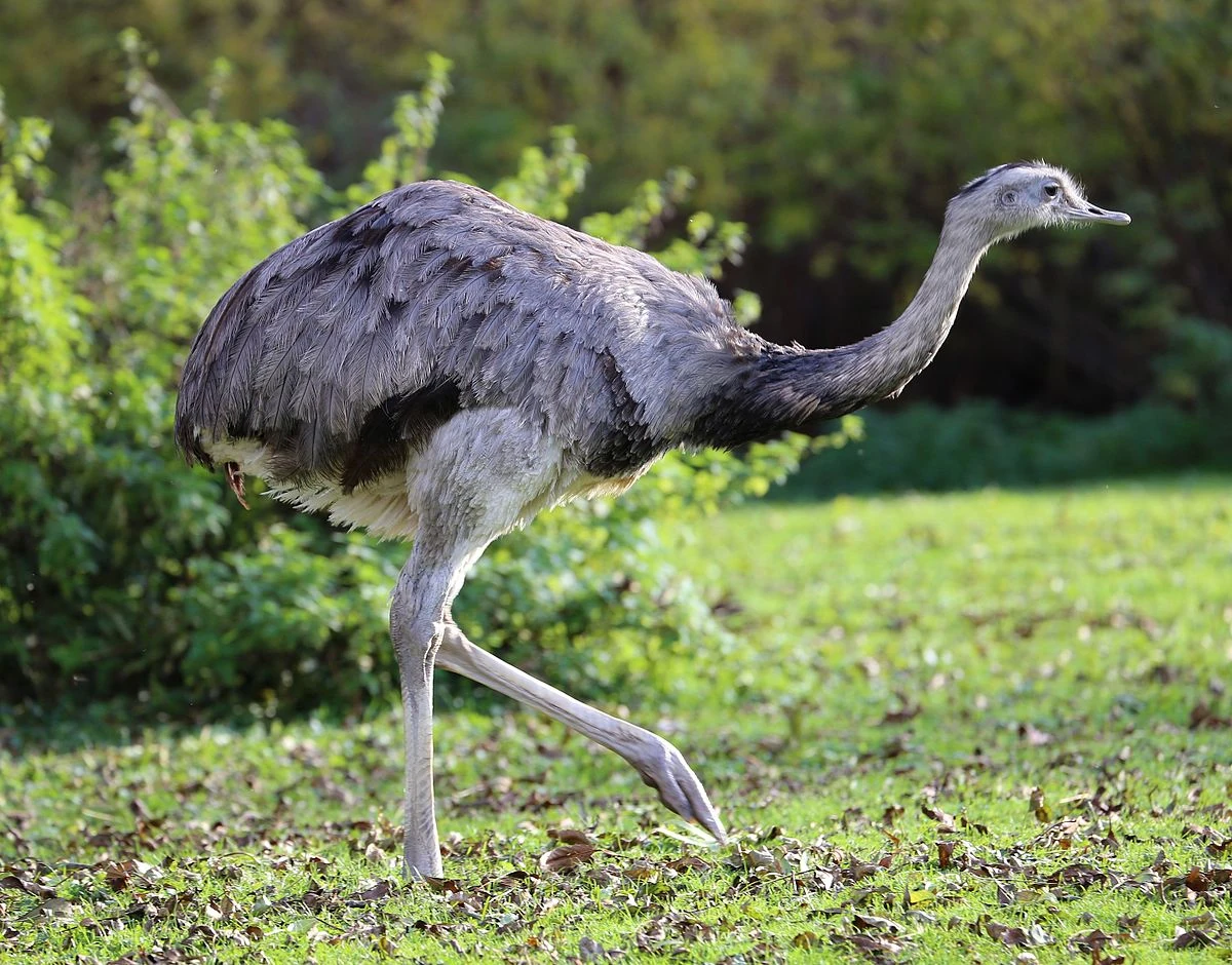 Bird idea: South American ostrich/Rhea | Fandom