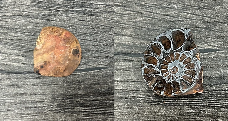 Discuss Everything About Dinopedia | Fandom