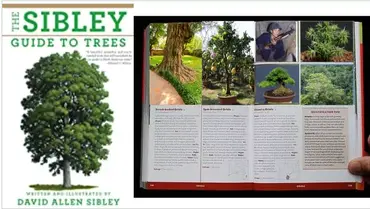 what would be your reaction if the PRC joined the UNJTF | Fandom