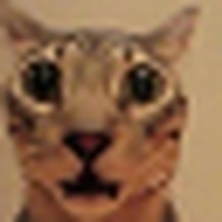 look at this cat | Fandom