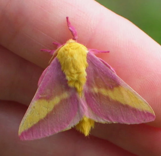 Rosy maple moth 2 | Fandom