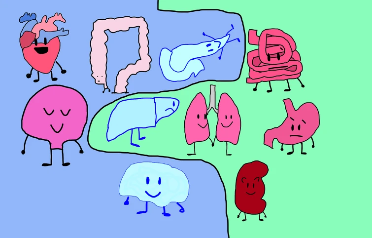 organ voting 4 [warning: really bad drawings of organs] | Fandom