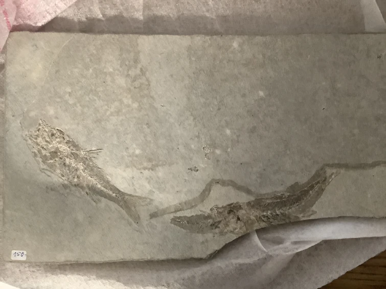 Real fish fossil | Fandom