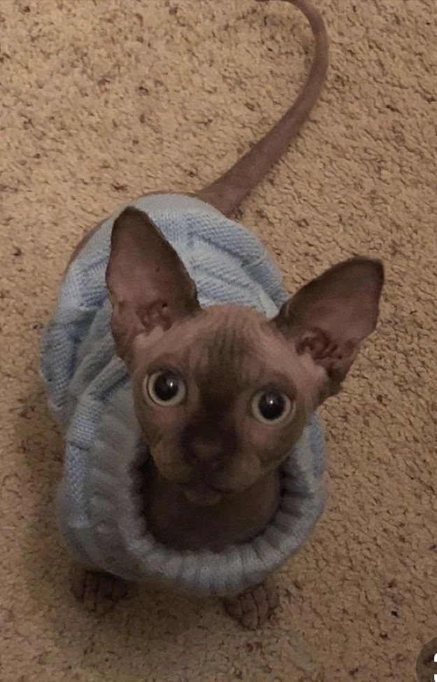 Aw the skrunkly scrimblo | Fandom