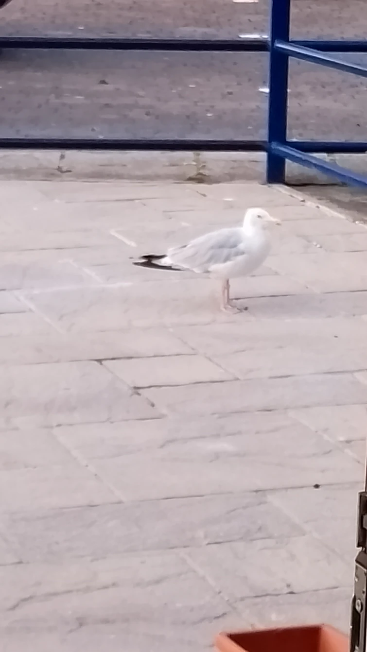 I present ... | Fandom