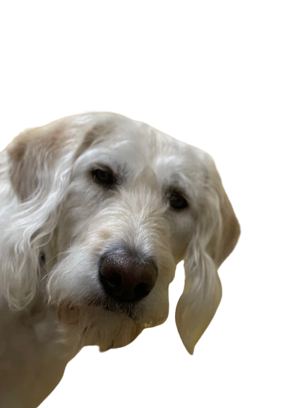 xylon sounds like xylophone so i named them xylophone (warning for ...