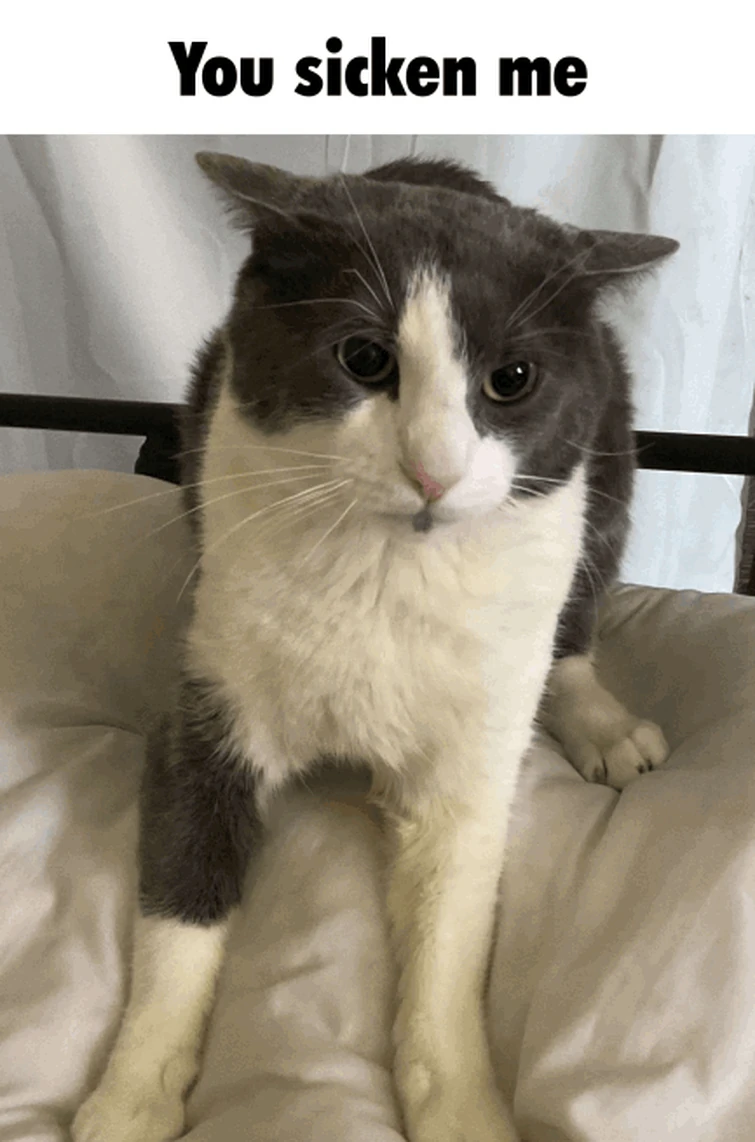 Oh moderator | Fandom