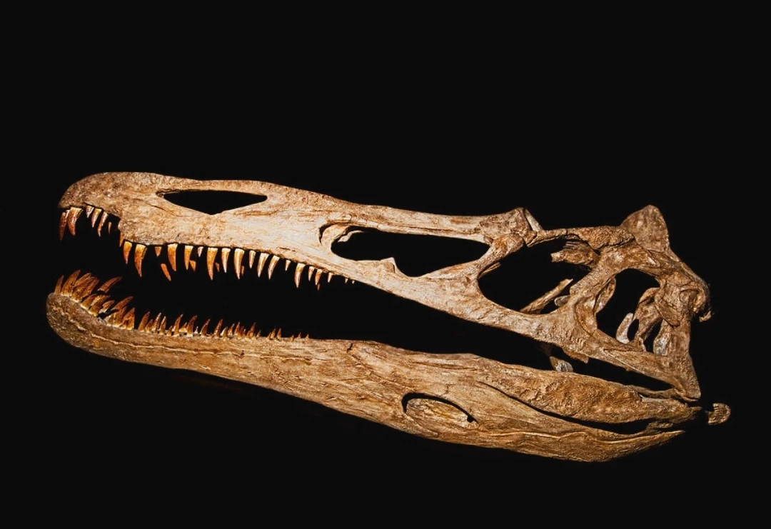 12 The Irritator's 2 cents: Spinosaurids, land tyrants or expert ...