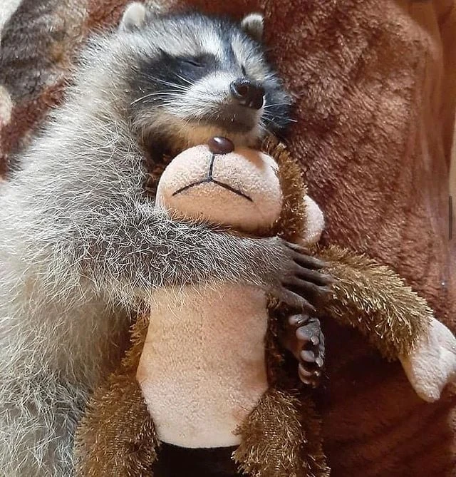 Raccoon Appreciation Post 4: Teddy Bear Edition 🧸 | Fandom