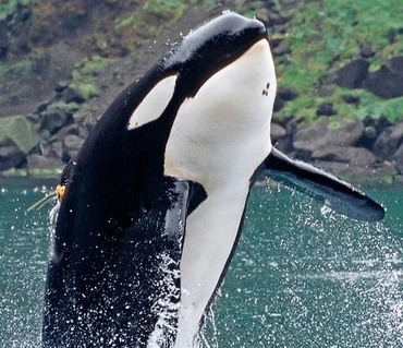 Pick Your Favorite Orca Character? | Fandom