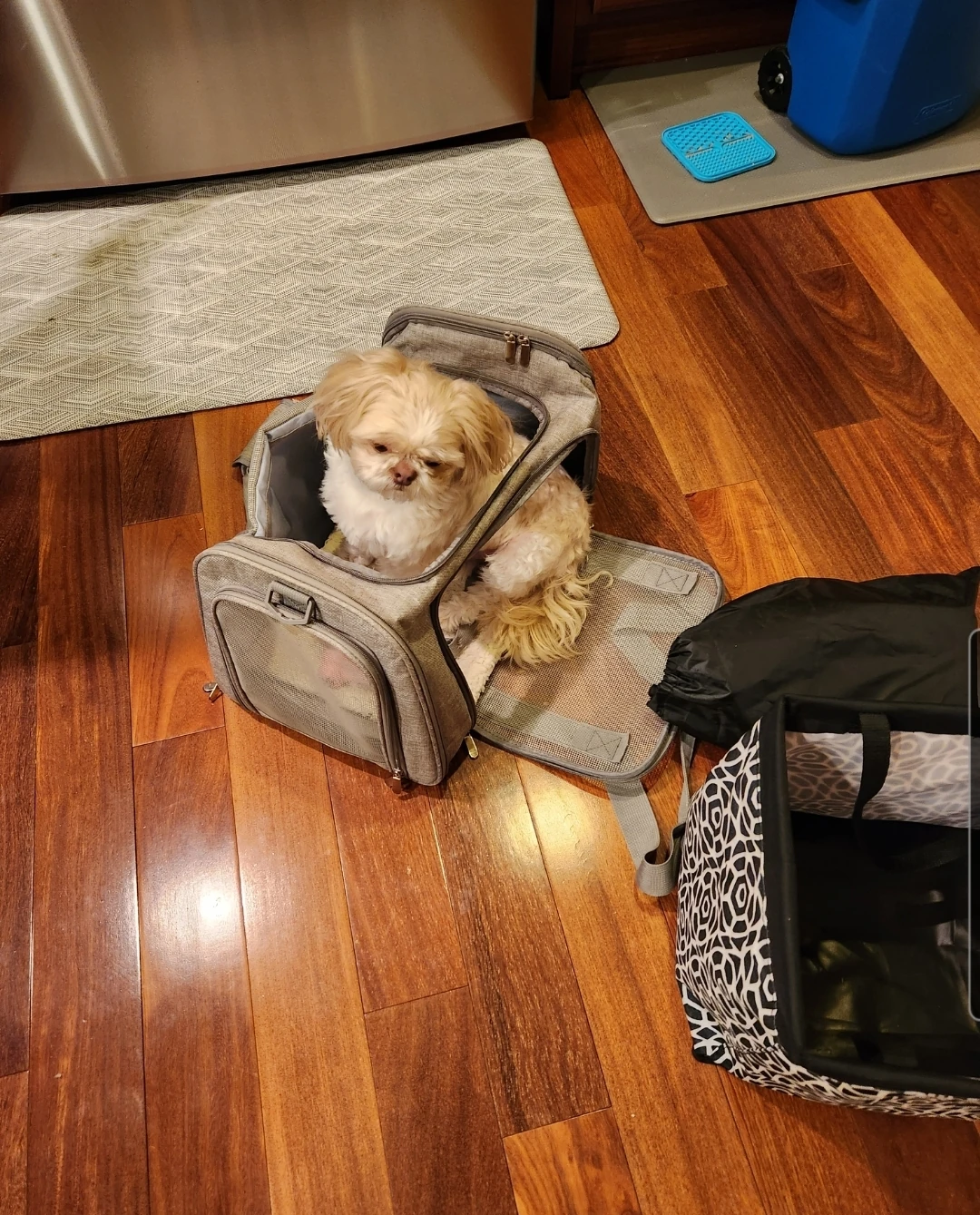 My dog 😭😭 | Fandom