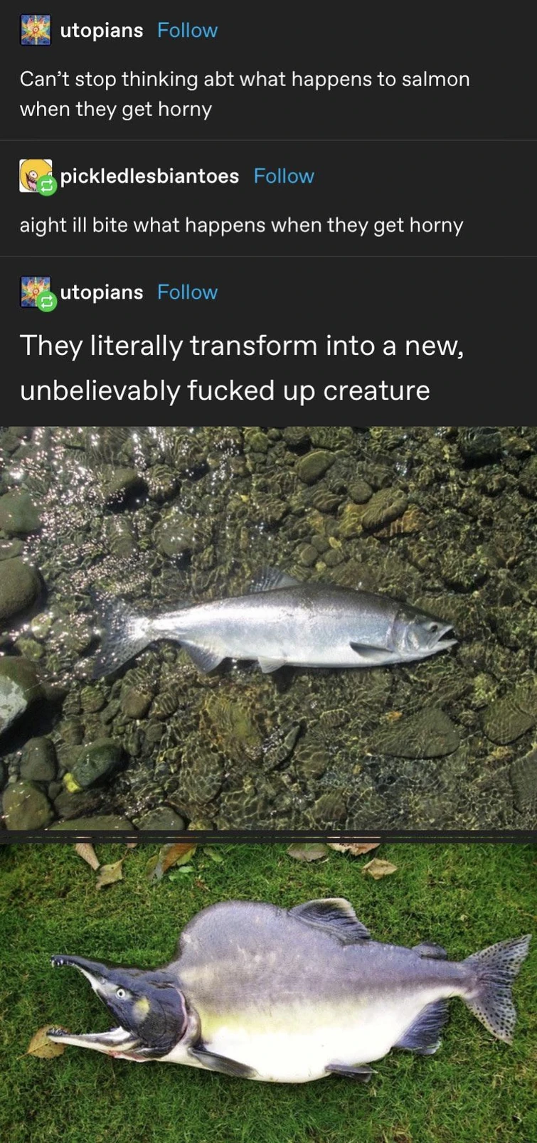 Discuss Everything About Roblox BEAR Wiki | Fandom