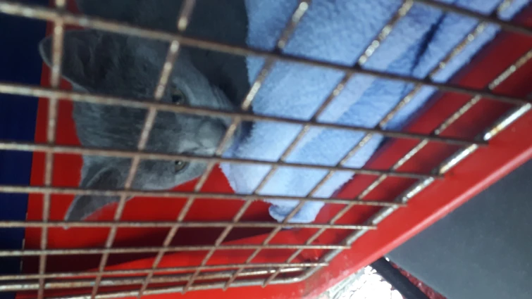 Just bought a cat, so should I make him in cos as a felli? (I don't ...