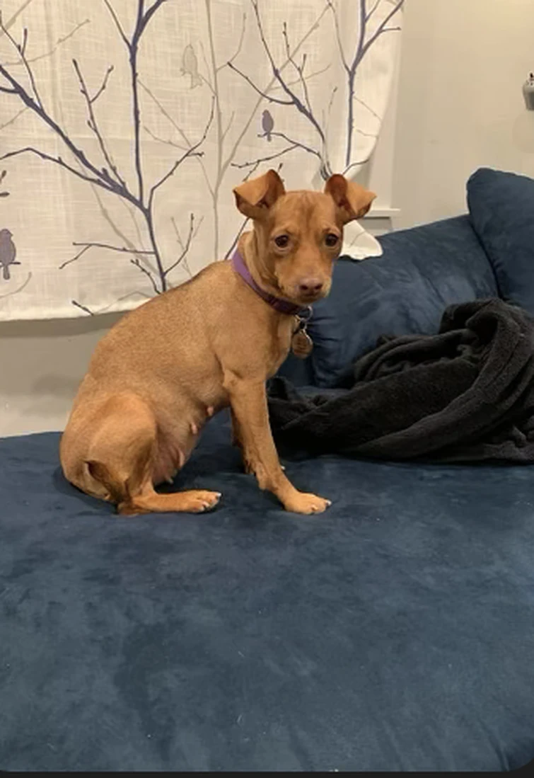 Off-topic, but here's my dog | Fandom