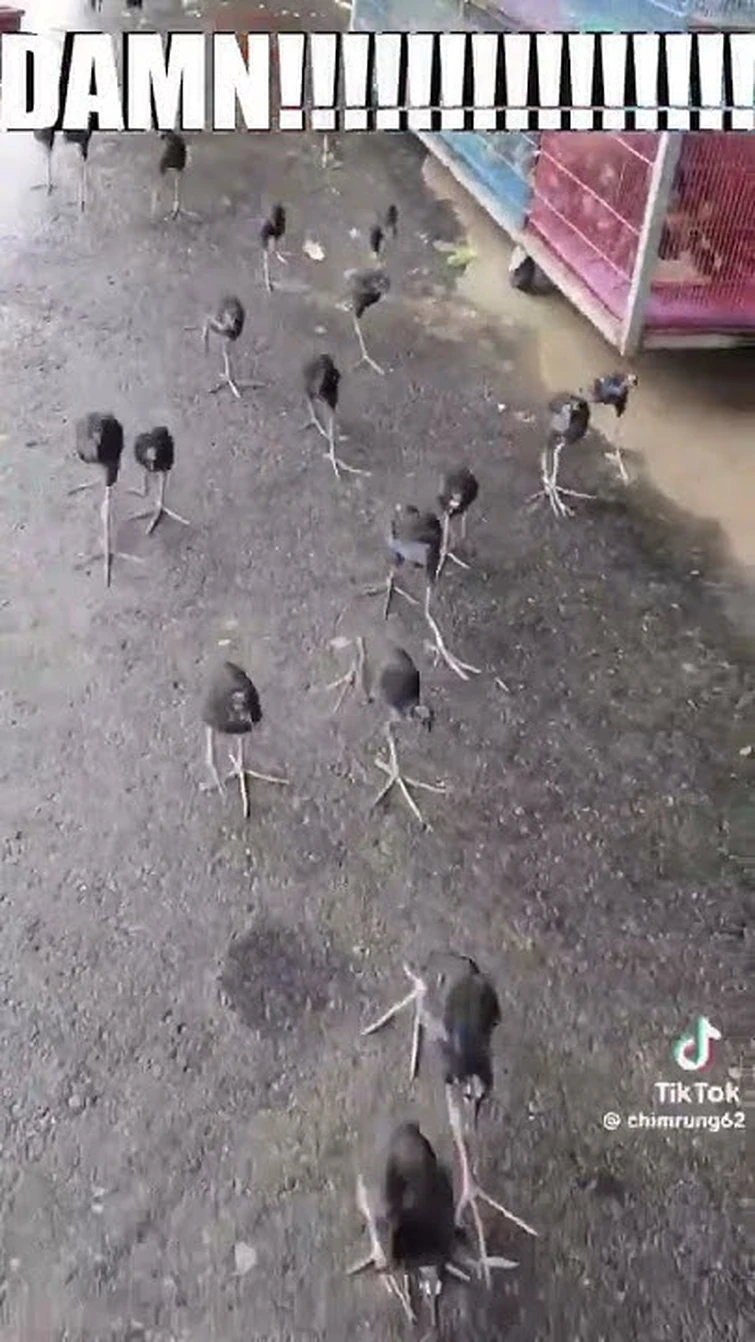 DAAAAAAAAAAAAAAAAA- | Fandom