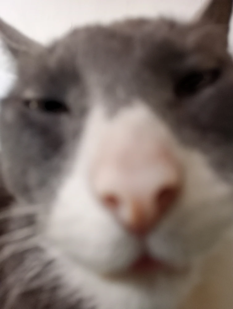 my cat | Fandom