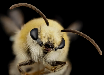 Close up on a bee's face | Fandom