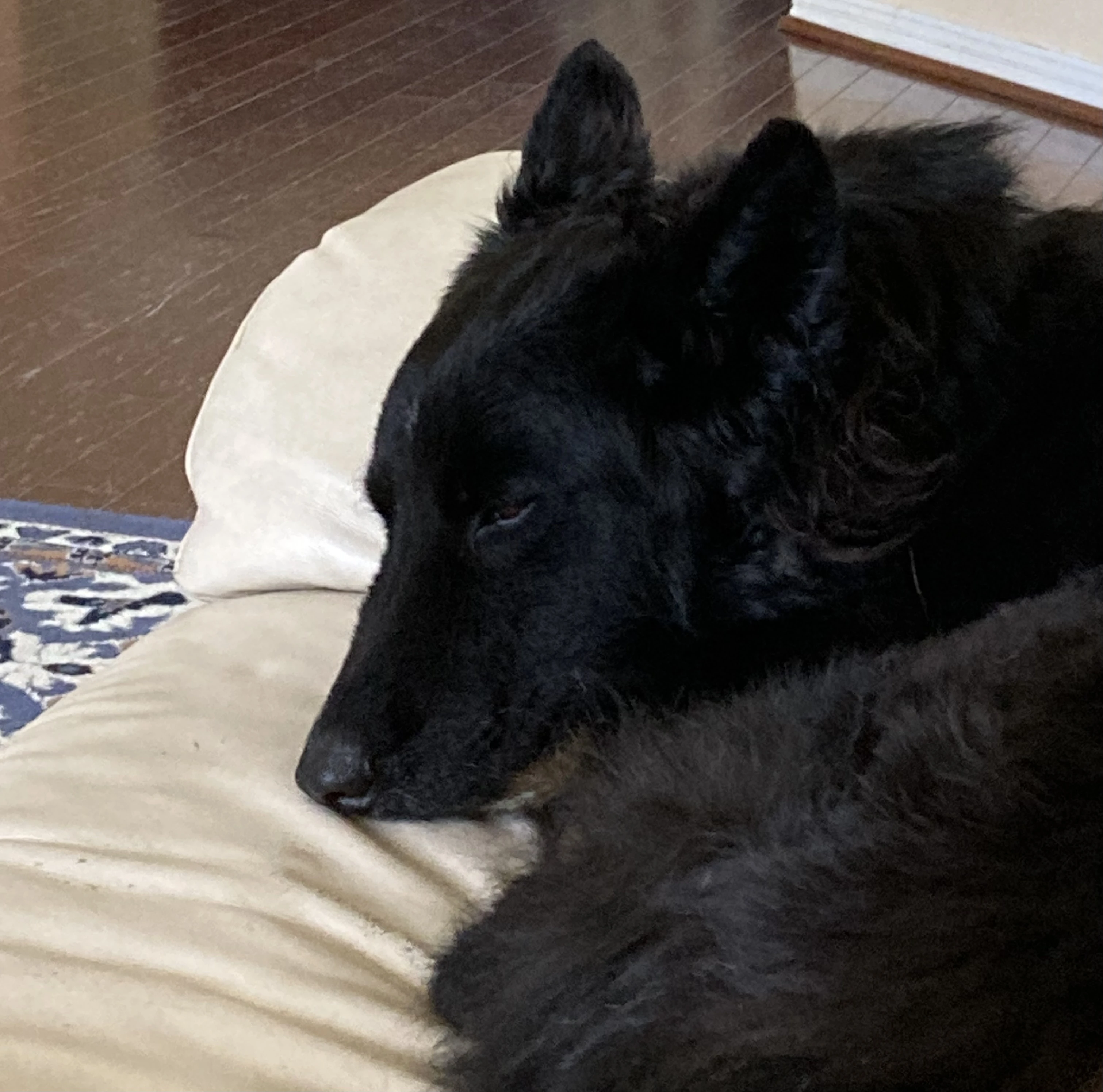 Lf a corv skin 😻 | Fandom