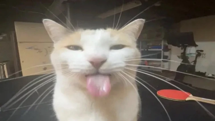 I LOVE SILLY CATS | Fandom