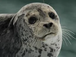 Abbie is lowkey a seal | Fandom